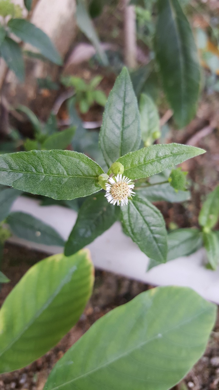 Flor Pequena Branco Verde - Foto gratuita no Pixabay - Pixabay