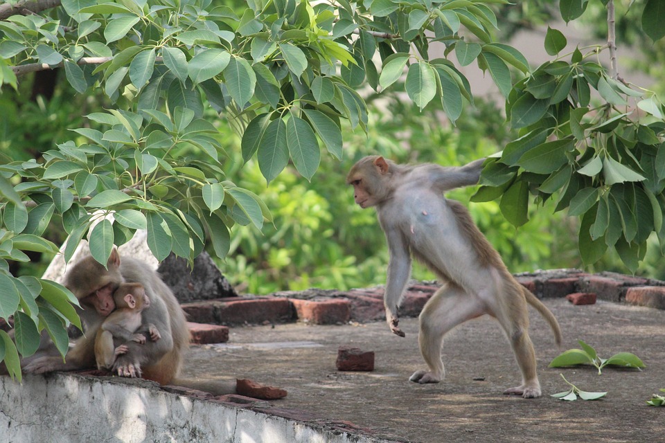 Macaco Animais Selvagens Selvagem - Foto gratuita no Pixabay