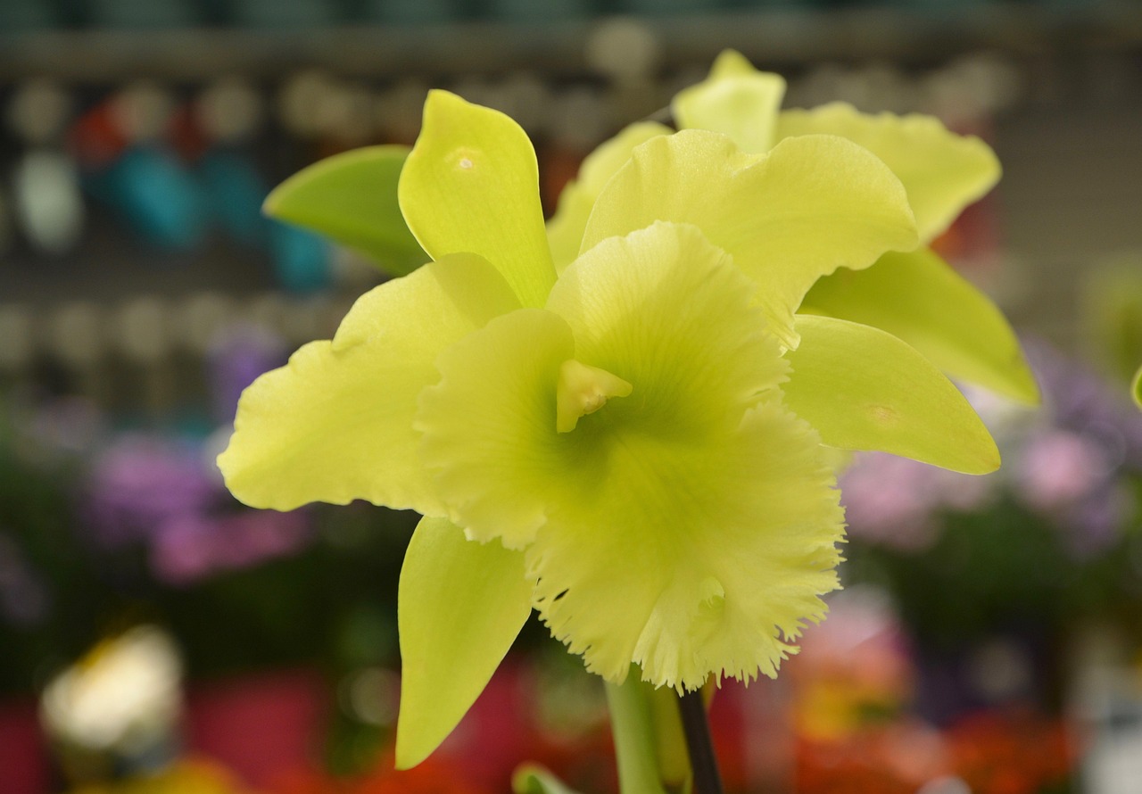 Yellow Flower Catleya Plant - Free photo on Pixabay