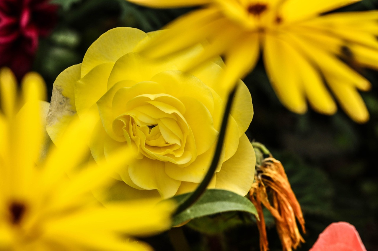 Bunga Mawar Kuning - Foto gratis di Pixabay - Pixabay