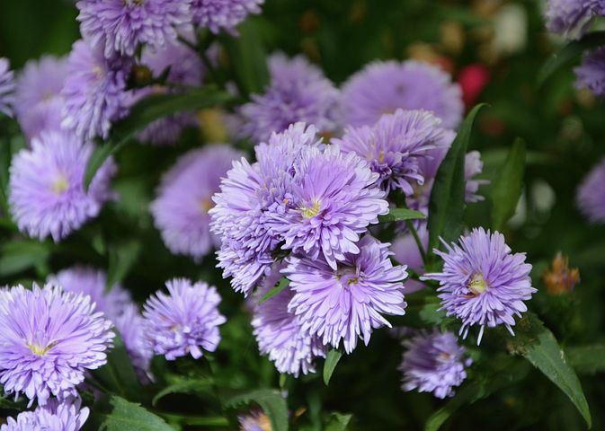 10+ Free Parma Violet & Violet Images - Pixabay