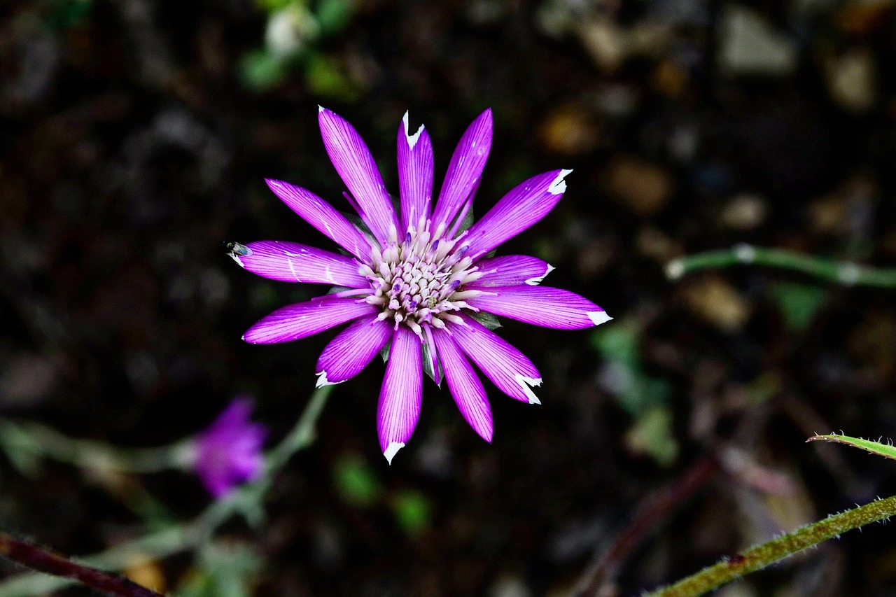 Flor Naturaleza Macro Flores De - Foto gratis en Pixabay - Pixabay