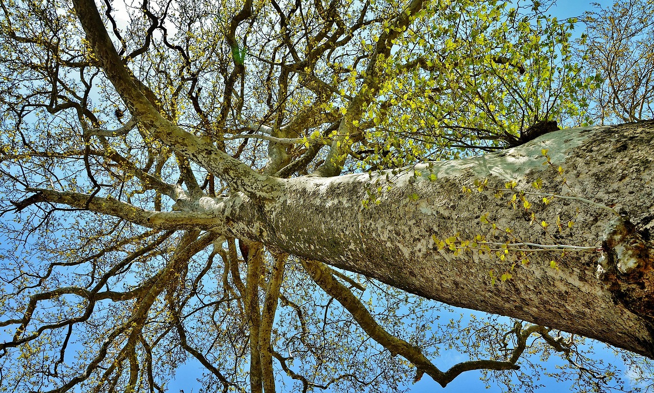 Baum Landschaft Natur - Kostenloses Foto auf Pixabay - Pixabay