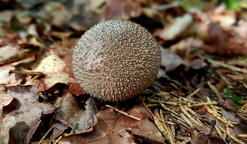 Hongo Hongos Silvestres Bovista - Foto gratis en Pixabay - Pixabay