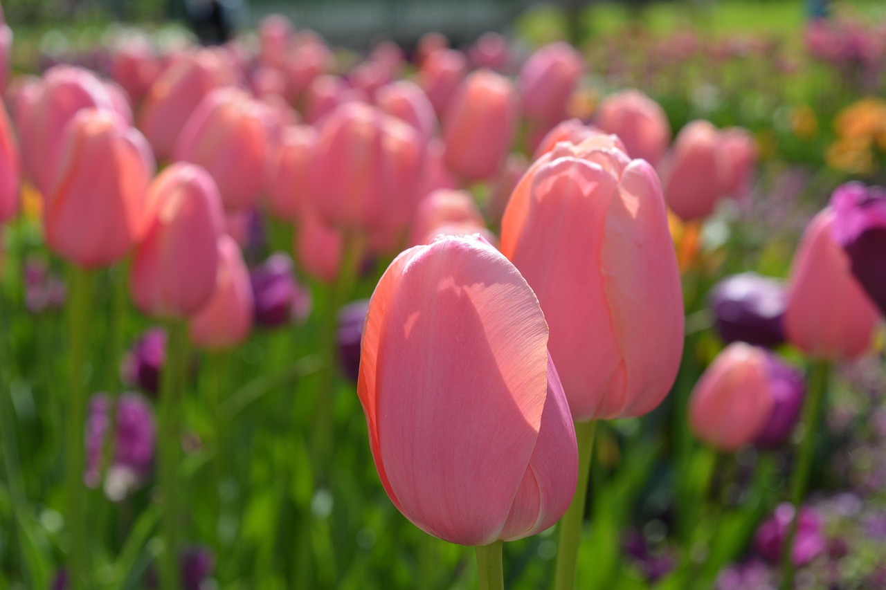 Tulip Flower Field - Free photo on Pixabay