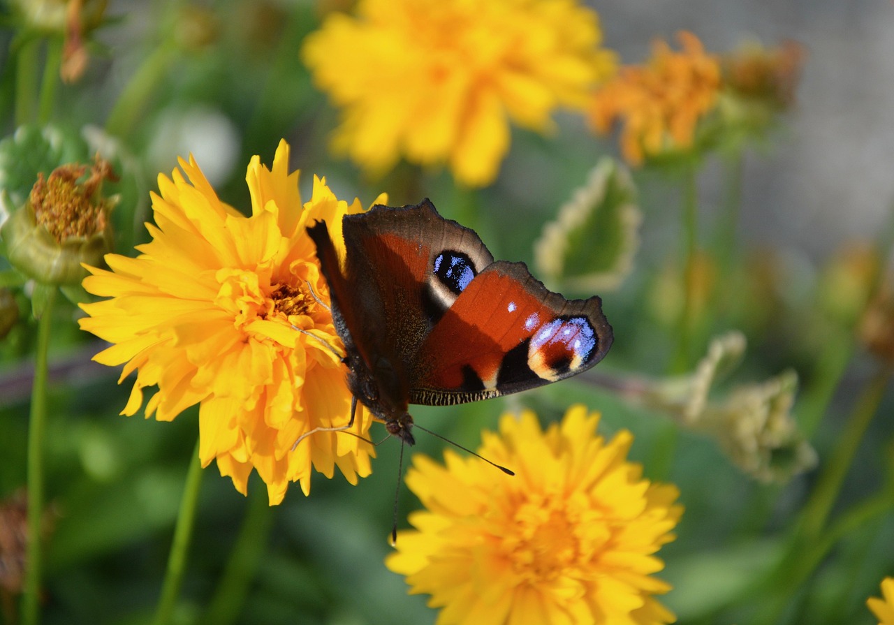 Papillon Fleur Jaune Nature - Photo gratuite sur Pixabay - Pixabay