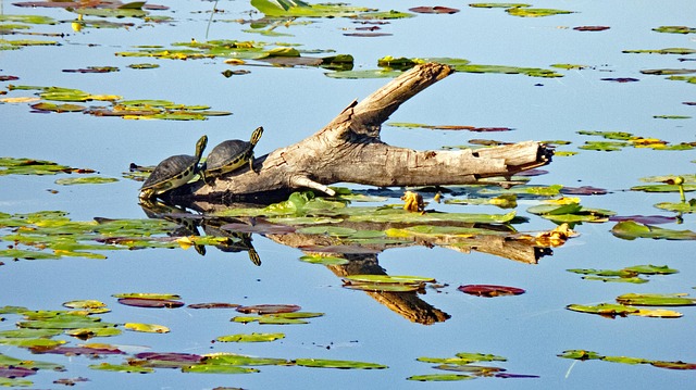 Tortuga Lago Naturaleza - Foto gratis en Pixabay - Pixabay
