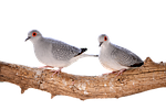 2 Mourning dove Synonyms. Similar words for Mourning dove.