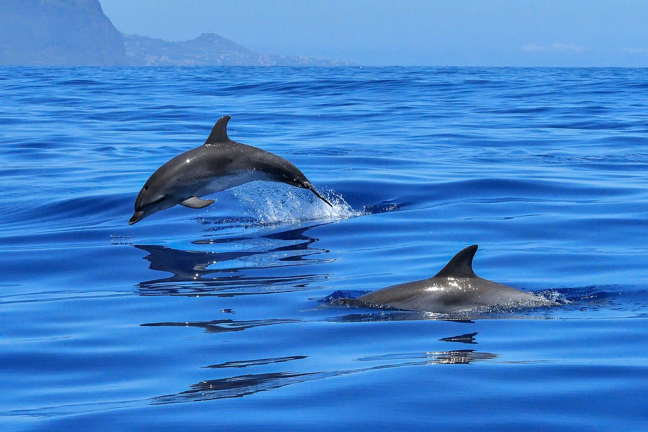 700 Free Dolphin Nature Photos Pixabay
