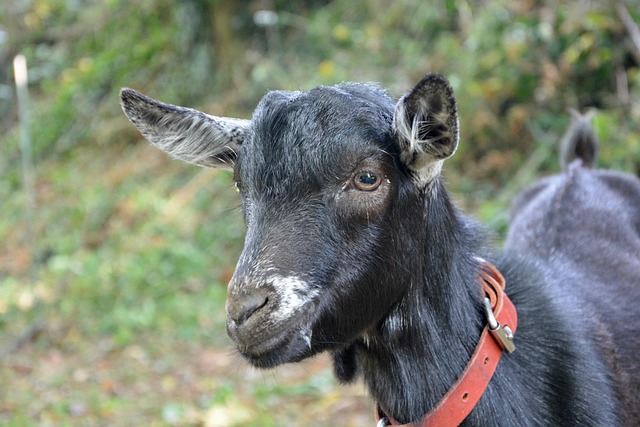 Goat Small Alpine Black - Free photo on Pixabay - Pixabay