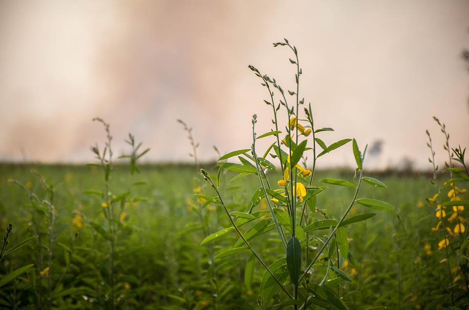 Flower Meadow Word - Free photo on Pixabay - Pixabay