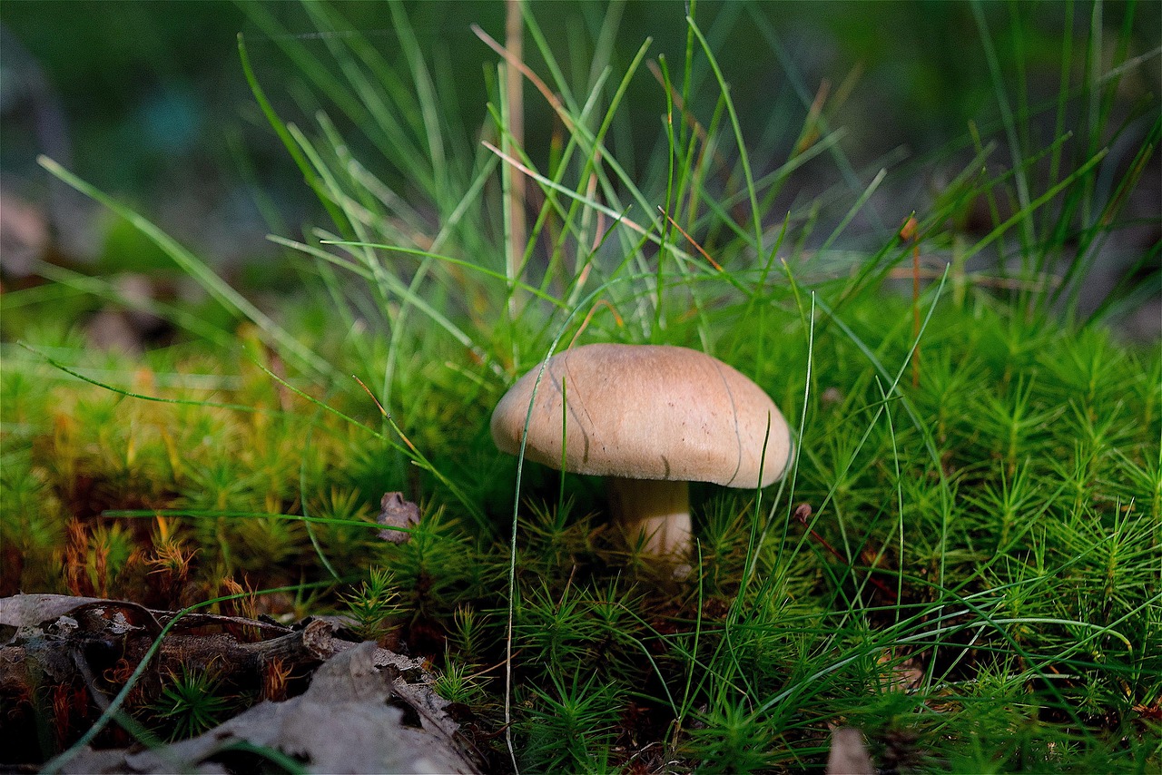 Champignon Gazon Forêt - Photo gratuite sur Pixabay - Pixabay