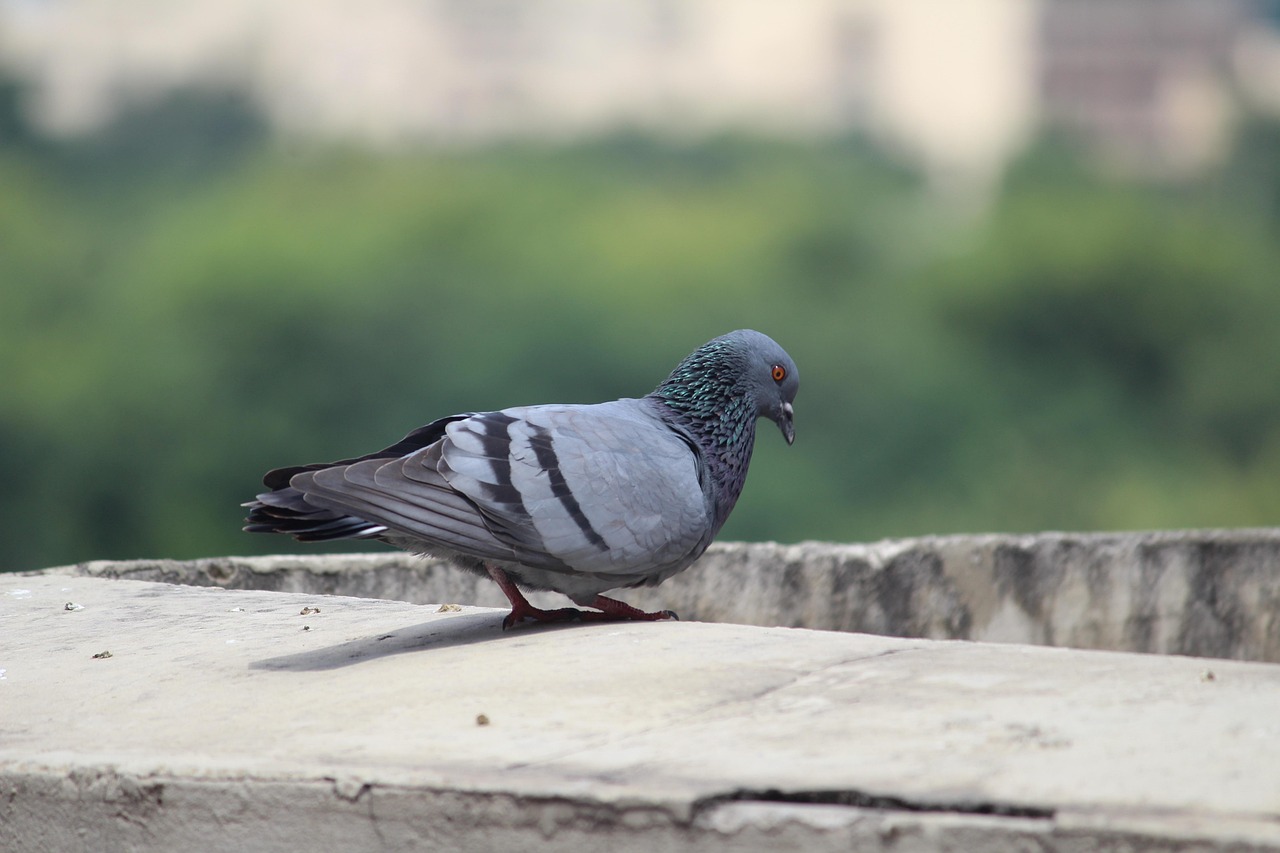 Pombo Columba Livia Voar - Foto gratuita no Pixabay - Pixabay
