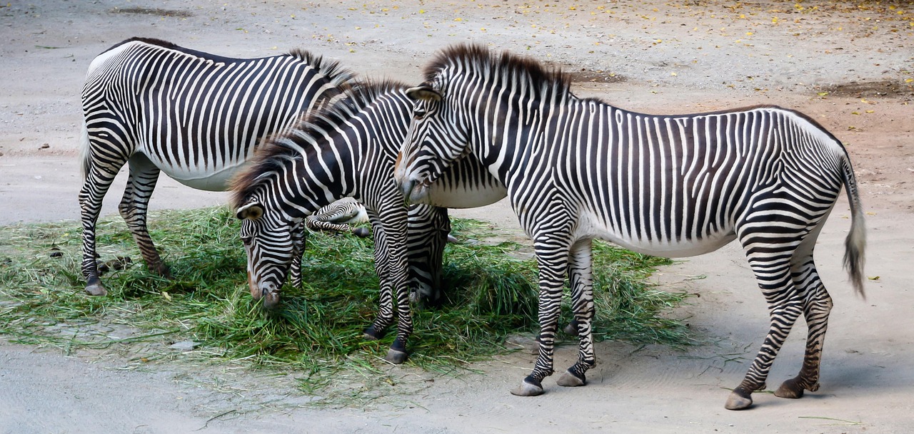 Naturaleza Animales Cebra - Foto gratis en Pixabay - Pixabay
