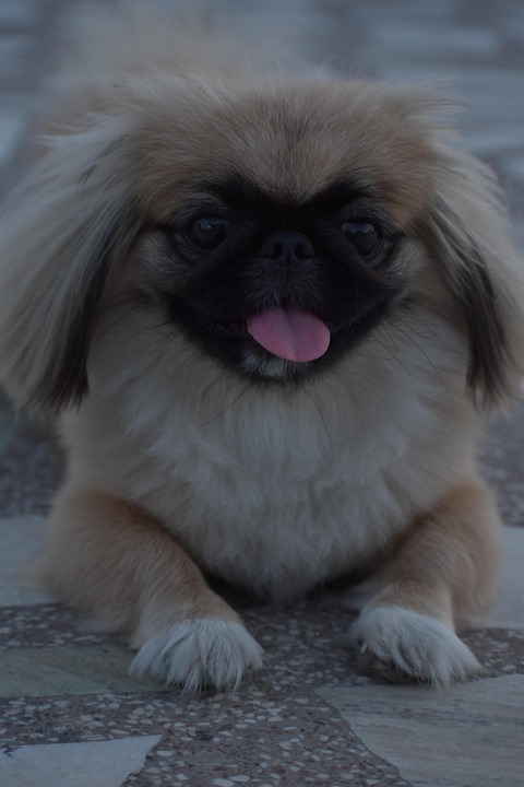 Female Pup Pekingese - Free photo on Pixabay