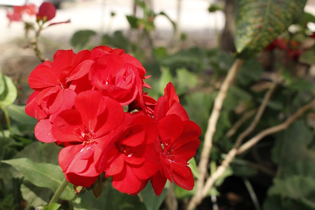 Natur Blumen Blume - Kostenloses Foto auf Pixabay - Pixabay