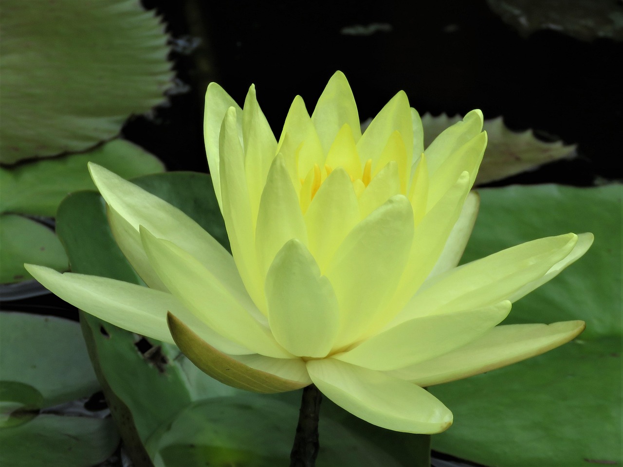 3.000+ kostenlose Lotusblume und Lotus-Bilder - Pixabay