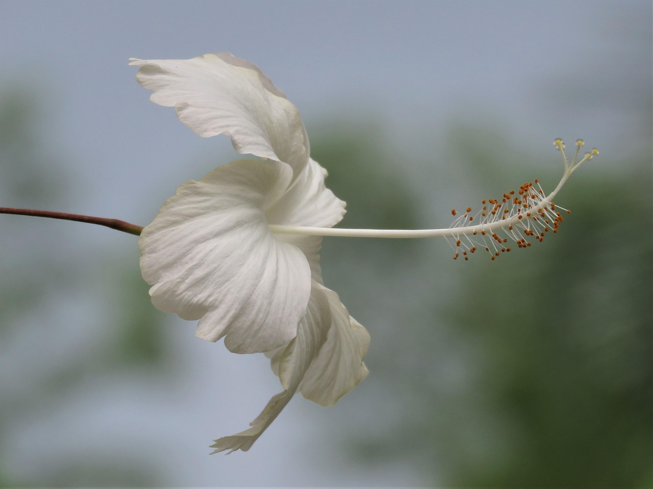 White Flower Tropical Close - Free photo on Pixabay - Pixabay