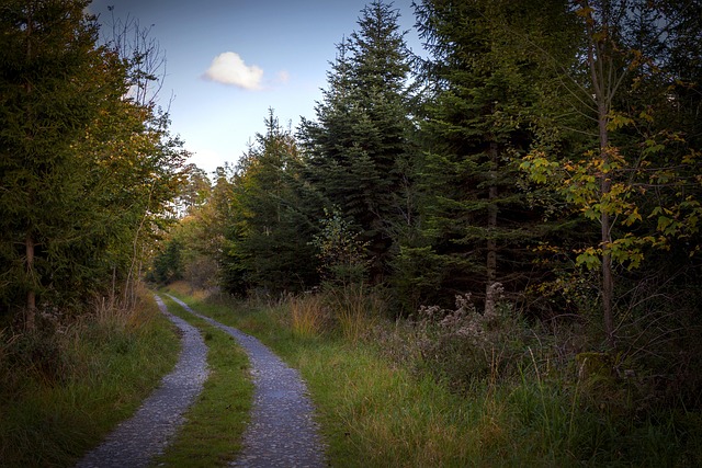 Wald Weg Natur - Kostenloses Foto auf Pixabay - Pixabay