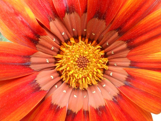Beautiful Flowers Floors - Free photo on Pixabay - Pixabay