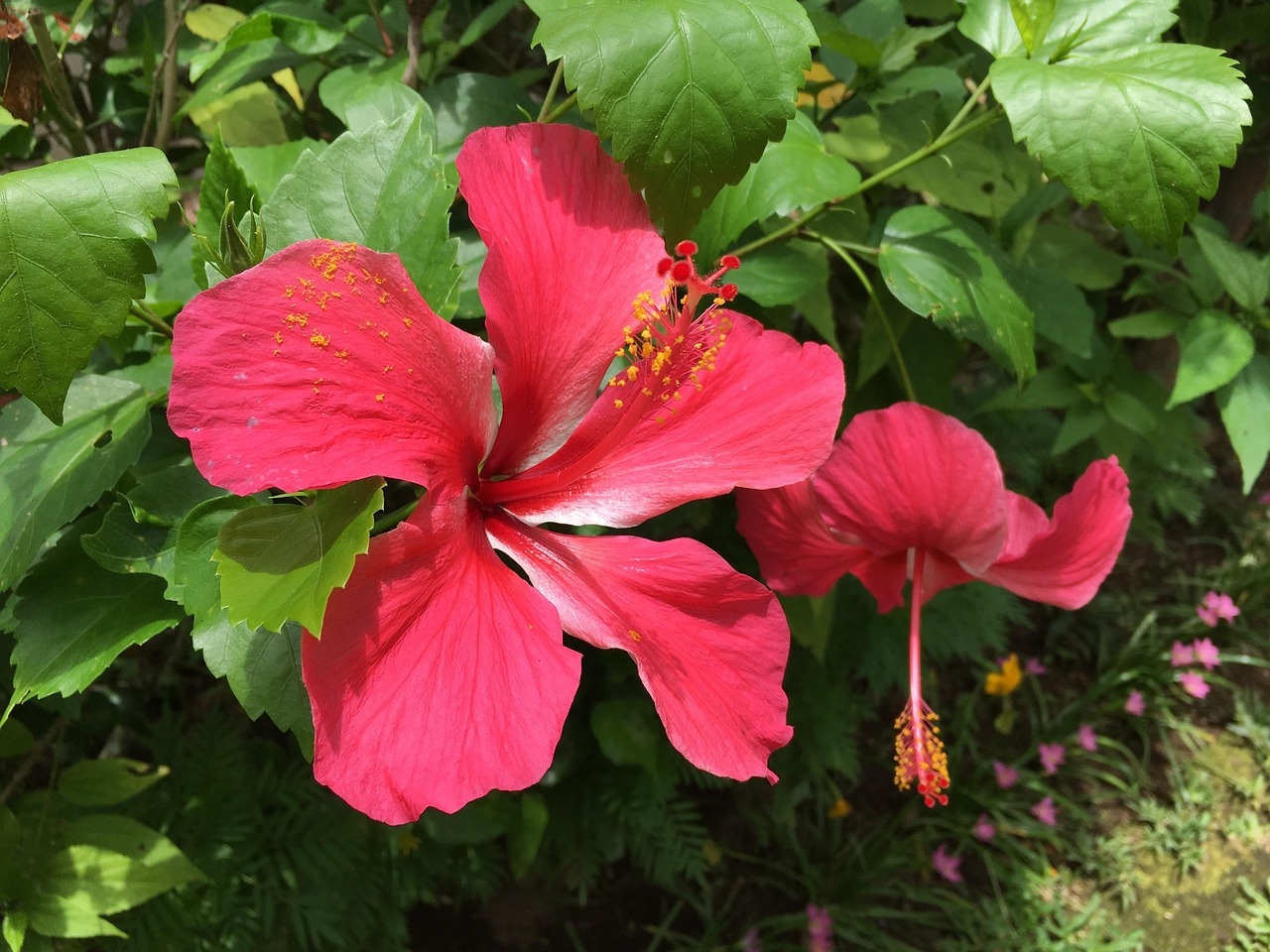 60+ Free Fiji & Nature Photos - Pixabay