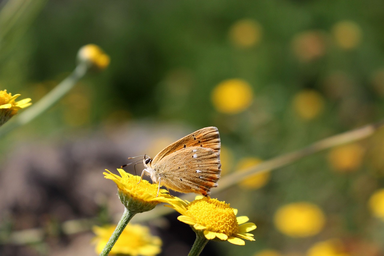 Vlinder Natuur Macro - Gratis foto op Pixabay - Pixabay