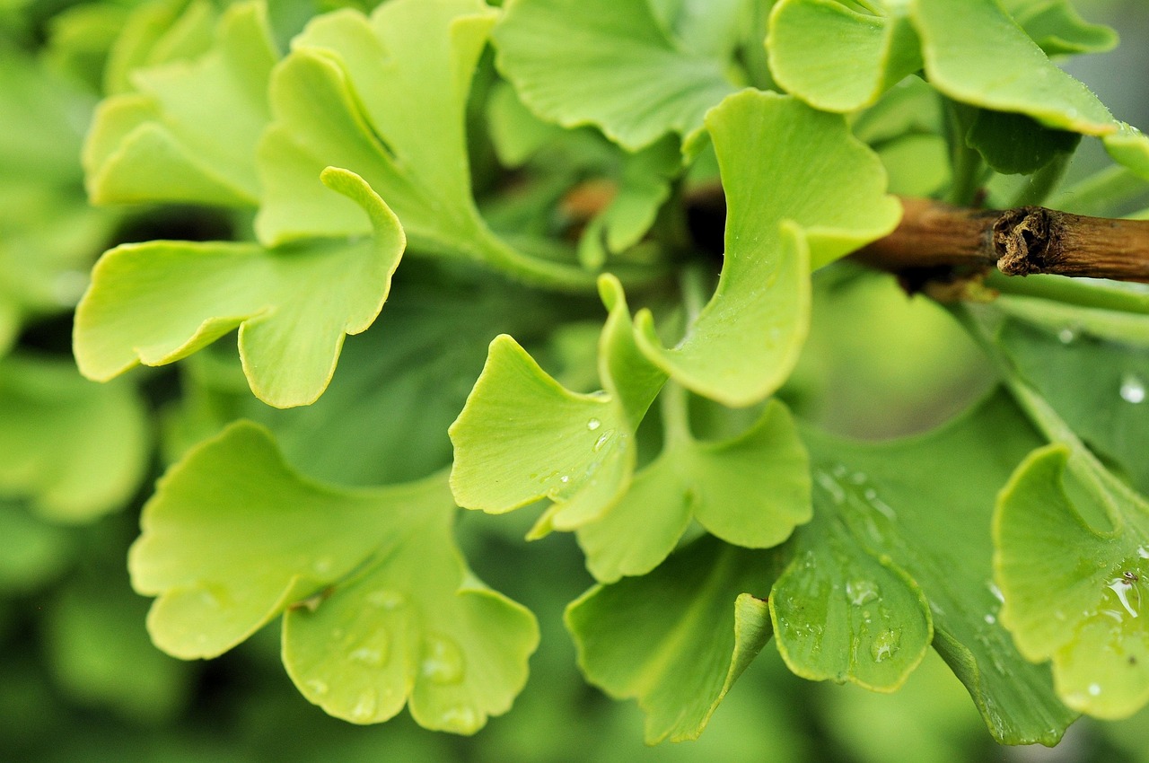 Ginko Verde Sale De - Foto gratis en Pixabay - Pixabay