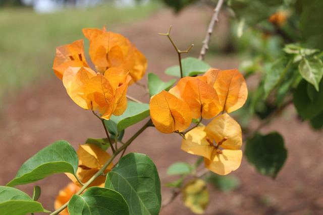 Kuning Bunga-Bunga Alam - Foto gratis di Pixabay - Pixabay