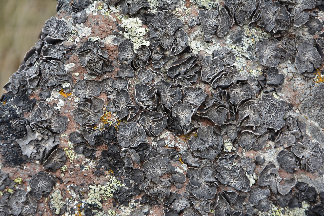 Close-Up Macro Lichen Rock - Free photo on Pixabay