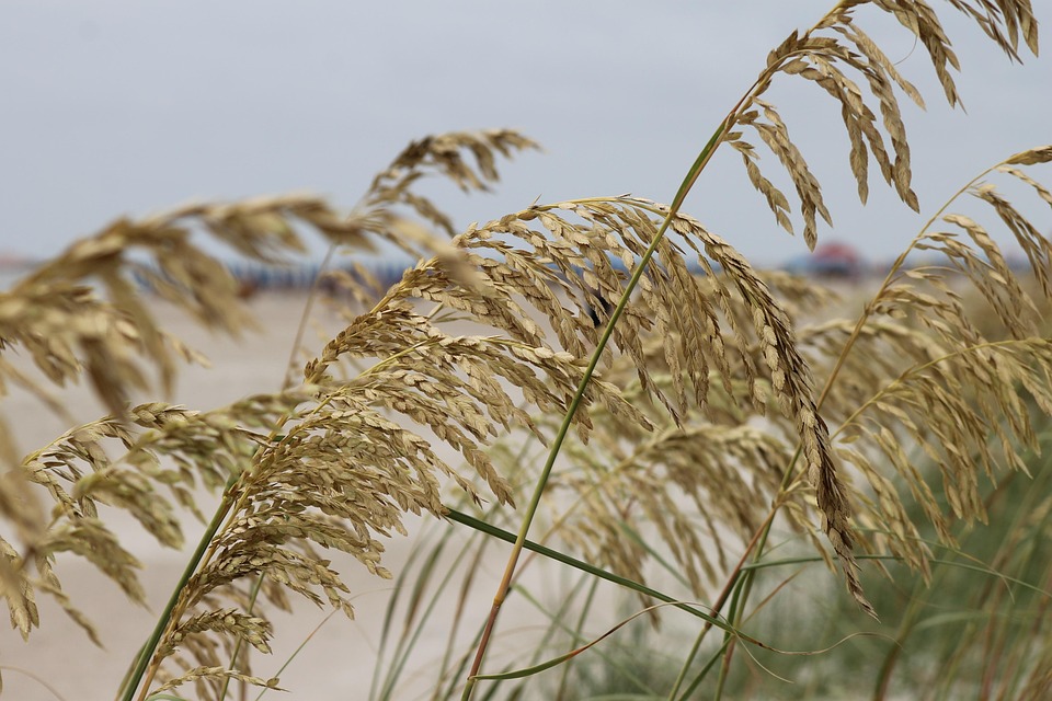 Sea Grass Beach Ocean - Free photo on Pixabay - Pixabay