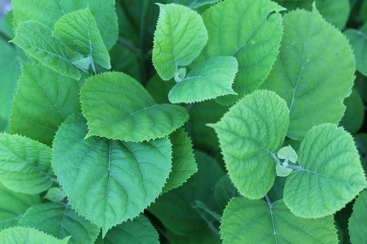 Leaves Greens Fresh - Free photo on Pixabay