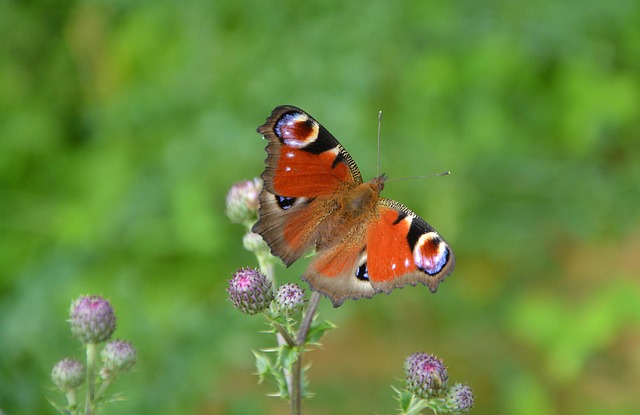 Papillon Nature Envol Ailes - Photo gratuite sur Pixabay