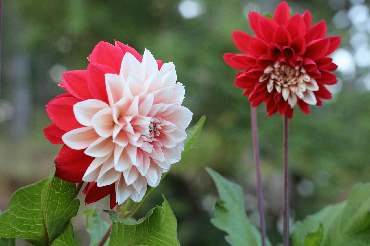 Potato Blossom Flower Red And - Free photo on Pixabay