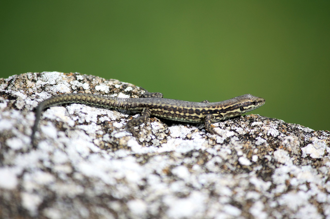 Øgle Reptil Lizard - Gratis foto på Pixabay - Pixabay