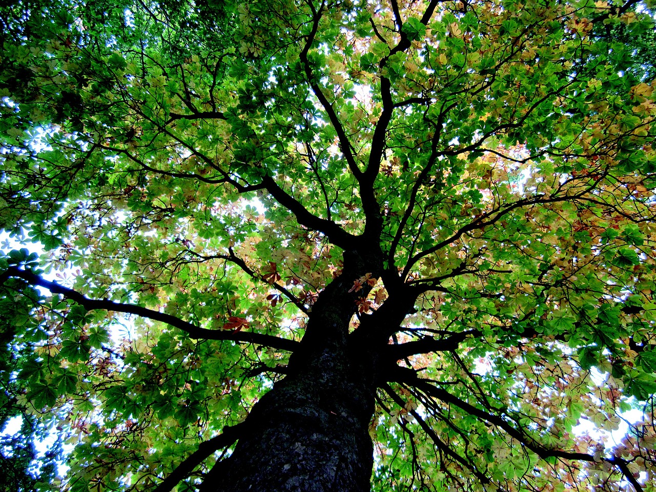 Árbol Naturaleza - Foto gratis en Pixabay - Pixabay