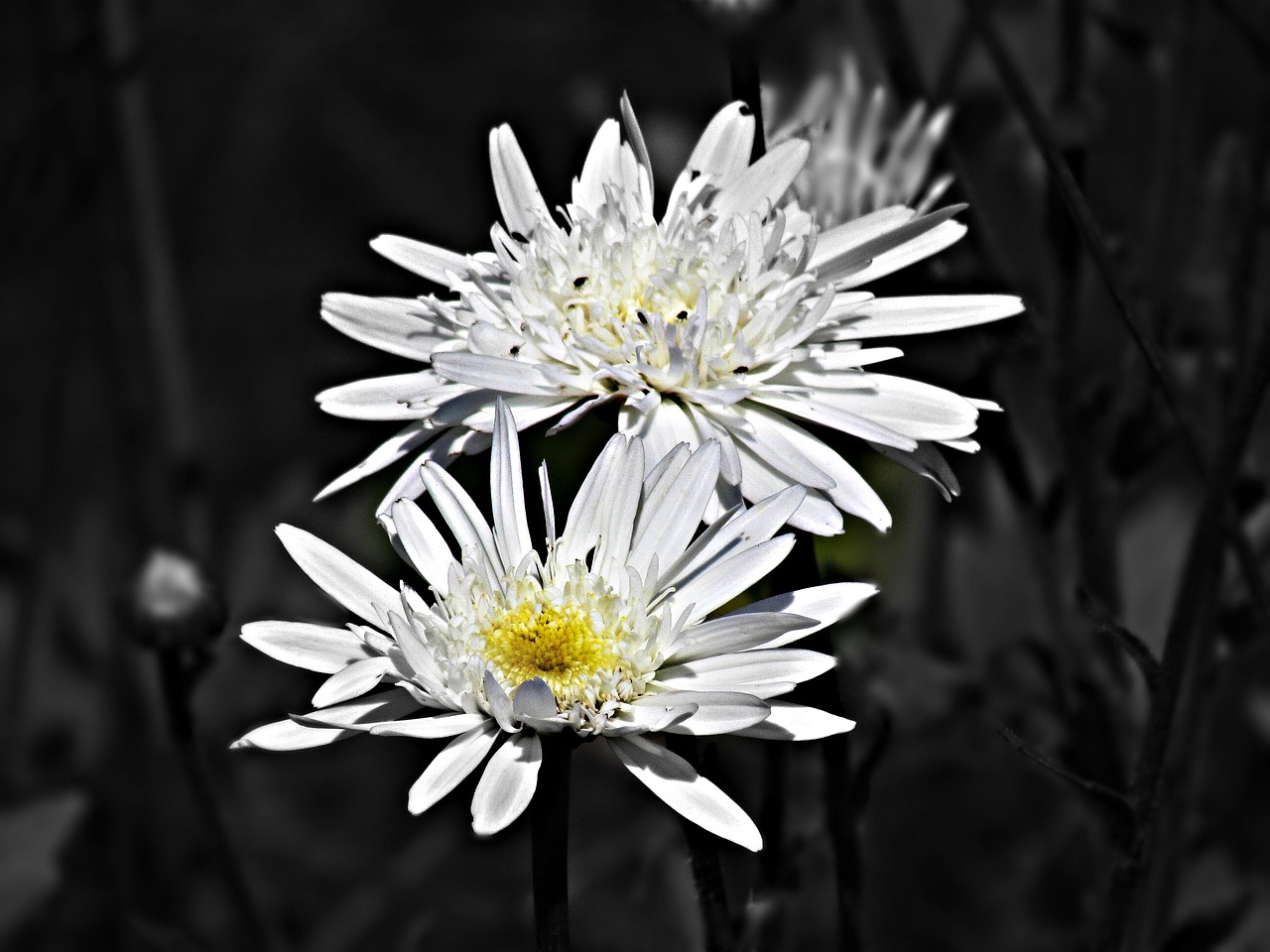 Flor Flores Negro - Foto gratis en Pixabay - Pixabay
