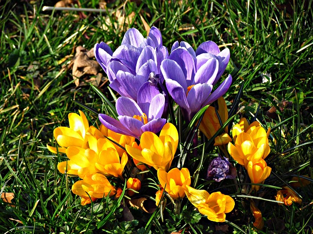 Fleurs Crocus Prairie Le - Photo gratuite sur Pixabay - Pixabay