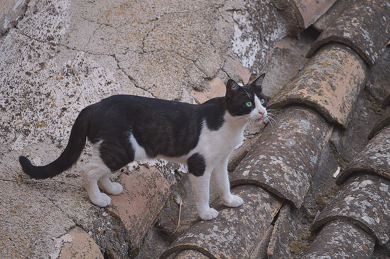 Chat Sur Le Toit - Photo gratuite sur Pixabay - Pixabay