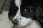 2 Toy spaniel Synonyms. Similar words for Toy spaniel.