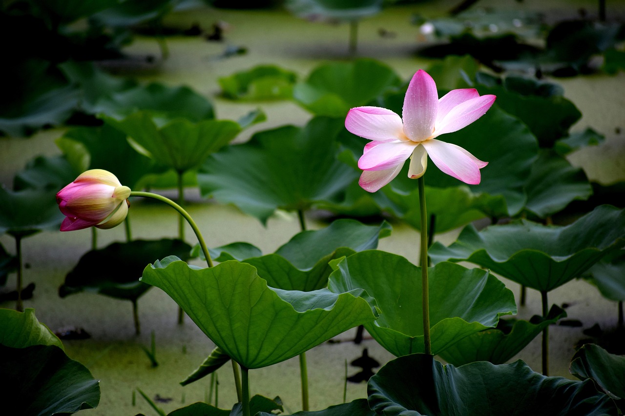 Lotus Flower Nature - Free photo on Pixabay - Pixabay