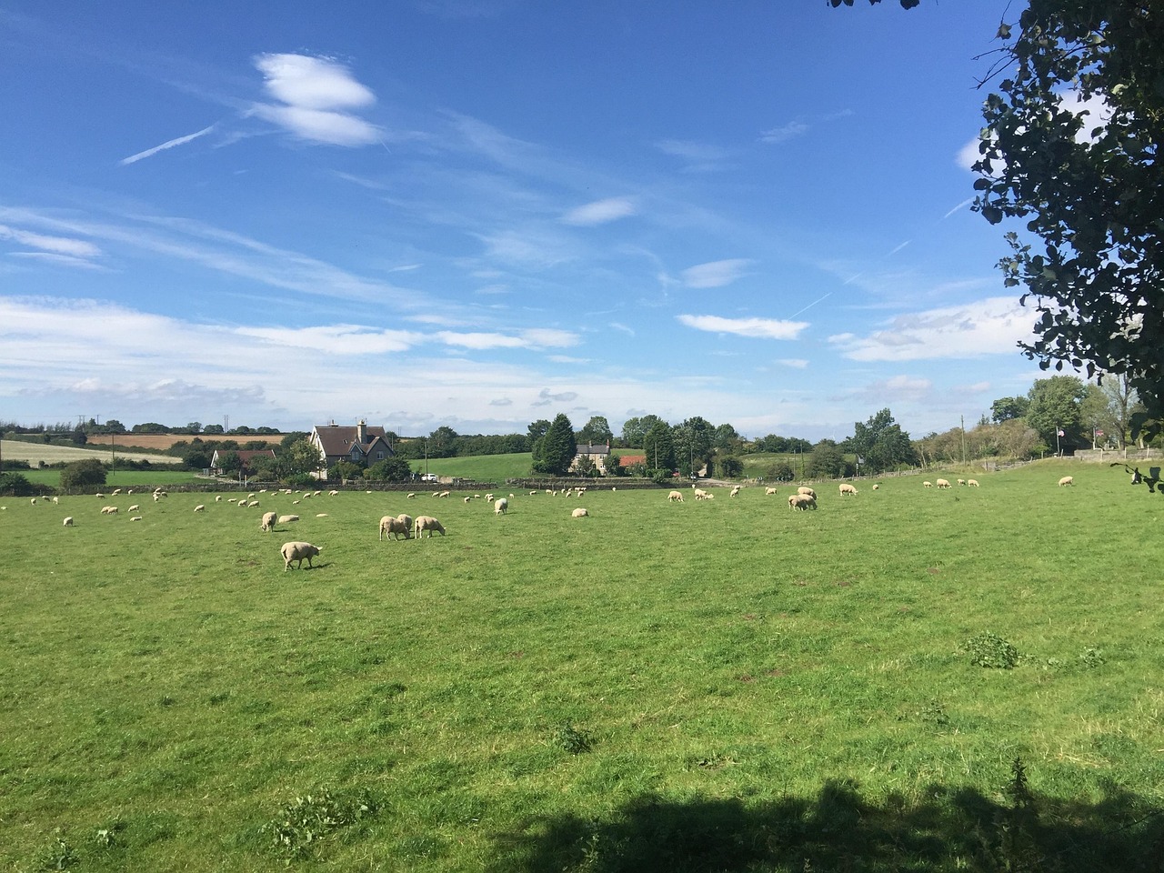 Flock Of Sheep Pasture Meadow - Free photo on Pixabay - Pixabay