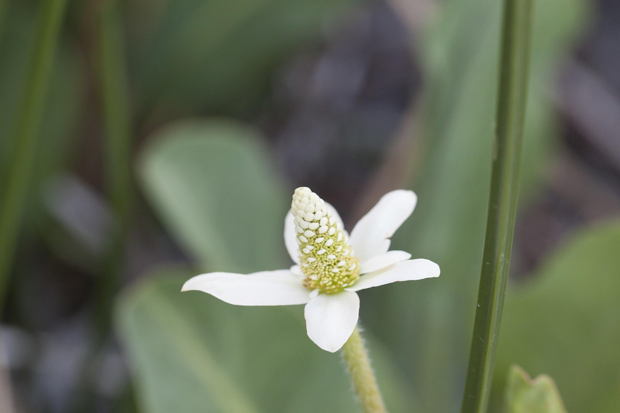 1+ Free Anemopsis Californica & Yerba Mansa Images - Pixabay