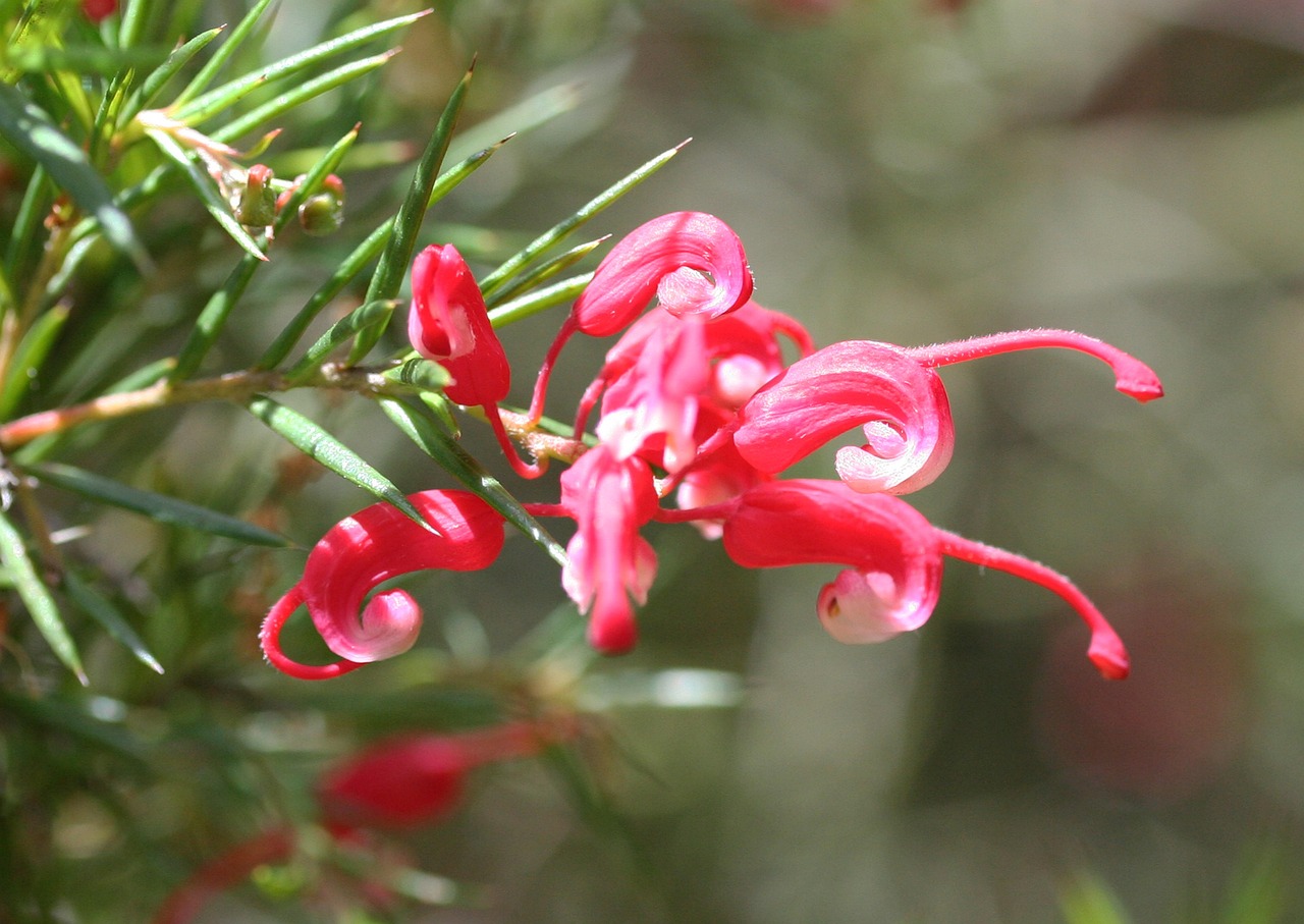 Grevillea Sp Red White - Free photo on Pixabay
