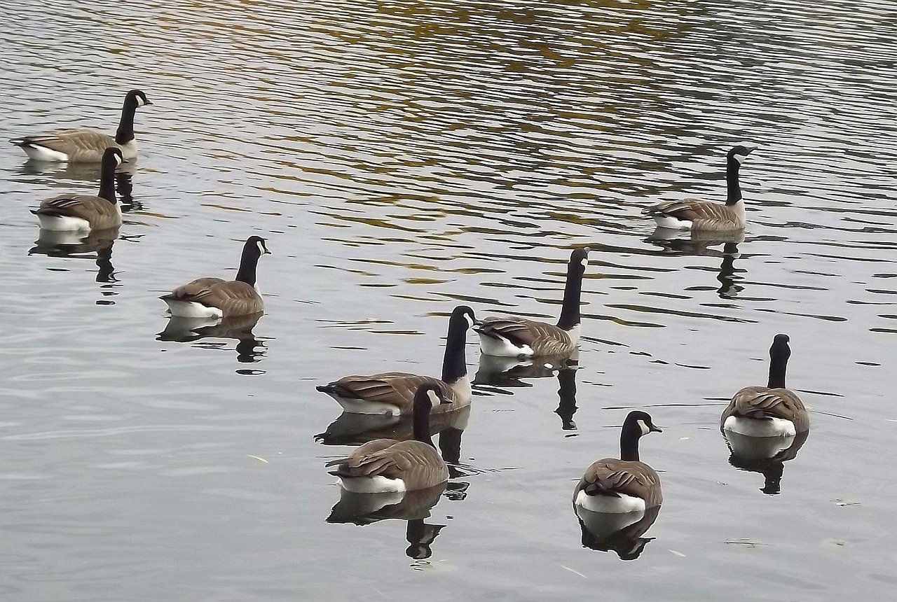 Fauna Birds Ducks - Free photo on Pixabay - Pixabay