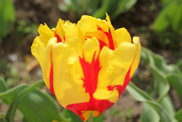 Tulipa Flores Jardim - Foto gratuita no Pixabay - Pixabay