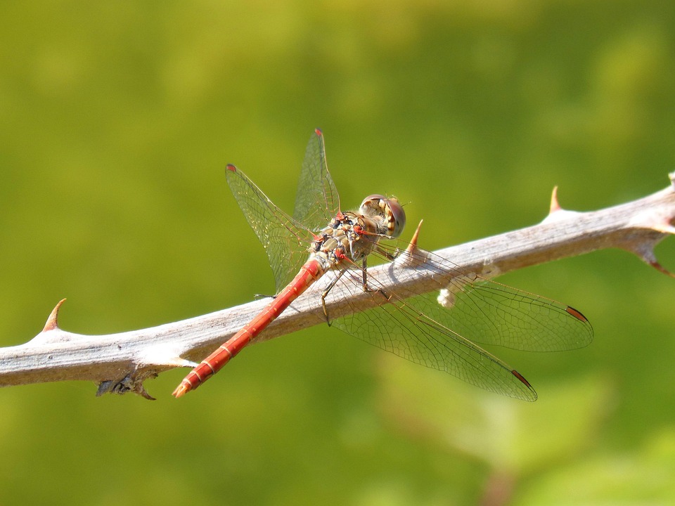 Dragonfly Red Sympetrum - Free photo on Pixabay - Pixabay
