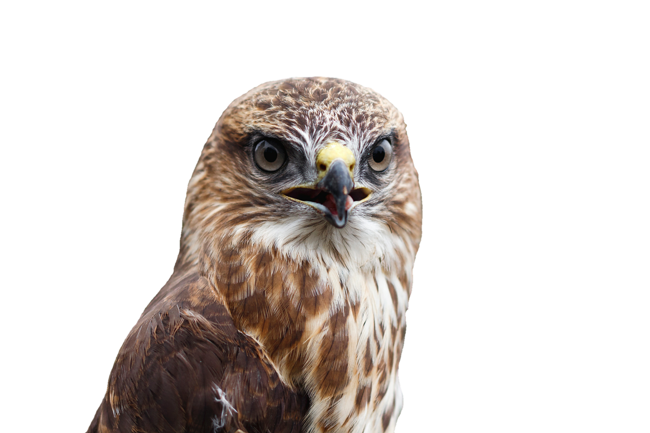 7,000+ Free Common Buzzard & Buzzard Images - Pixabay 7,000+ Free Common Buzzard & Buzzard Images - Pixabay