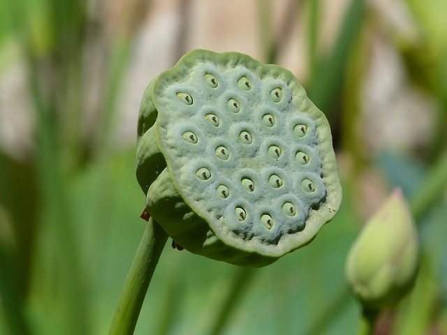 Lotus India Seeds - Free photo on Pixabay - Pixabay