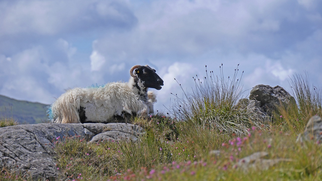 Ireland Sheep Landscape - Free photo on Pixabay - Pixabay