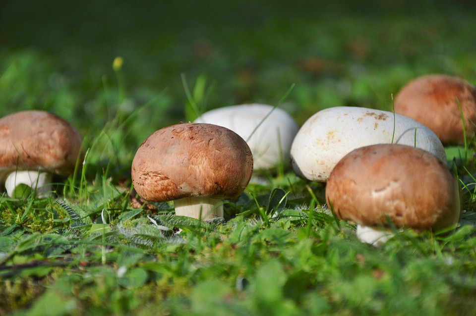 Pilz Champignon Egerling - Kostenloses Foto auf Pixabay